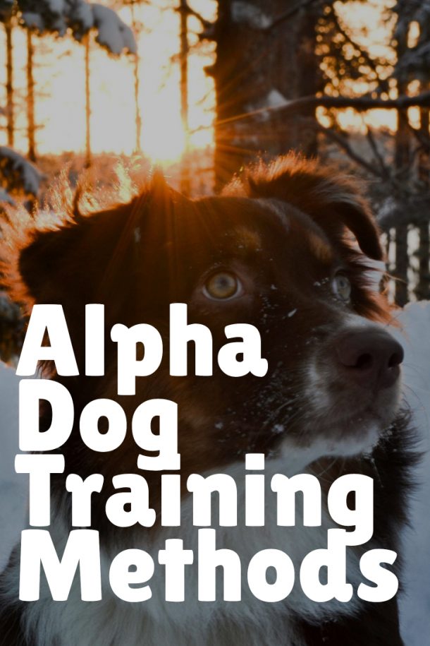 What Exactly Are Alpha Dog Training Methods? - Alpha Trained Dog