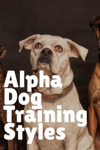 What Exactly Are Alpha Dog Training Methods? - Alpha Trained Dog