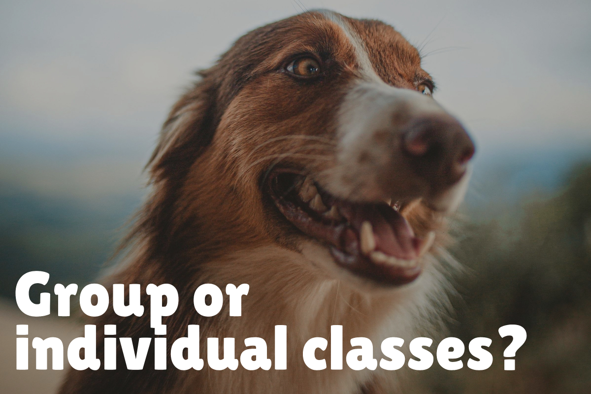 Dog Training Classes: What to Know & How to Choose the Right One