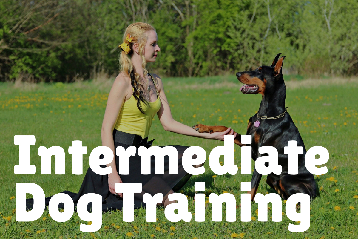 Dog Training Classes: What to Know & How to Choose the Right One