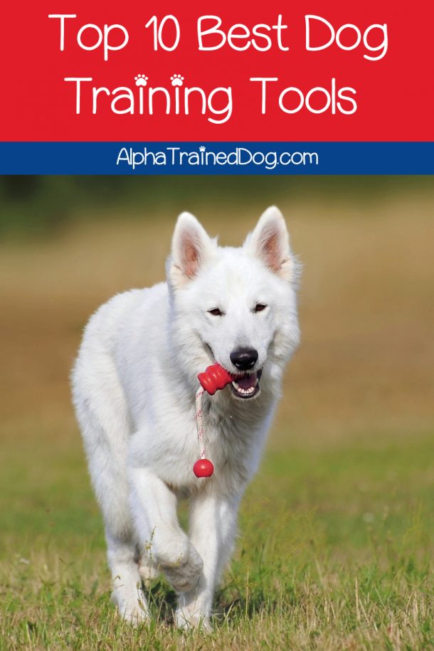 Top 10 Best Dog Training Tools to Keep on Hand - Alpha Trained Dog