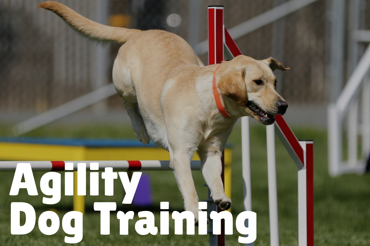 Dog Training Classes: What to Know & How to Choose the Right One