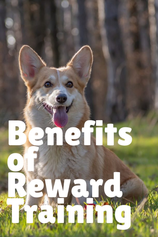 What is Positive Reinforcement Dog Training? - Alpha Trained Dog