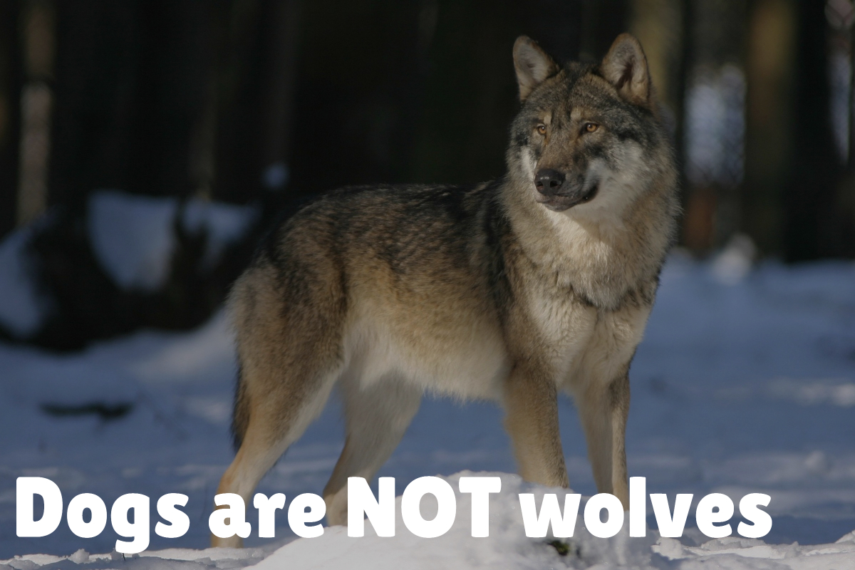 Are Dogs REALLY Pack Animals? - Alpha Trained Dog