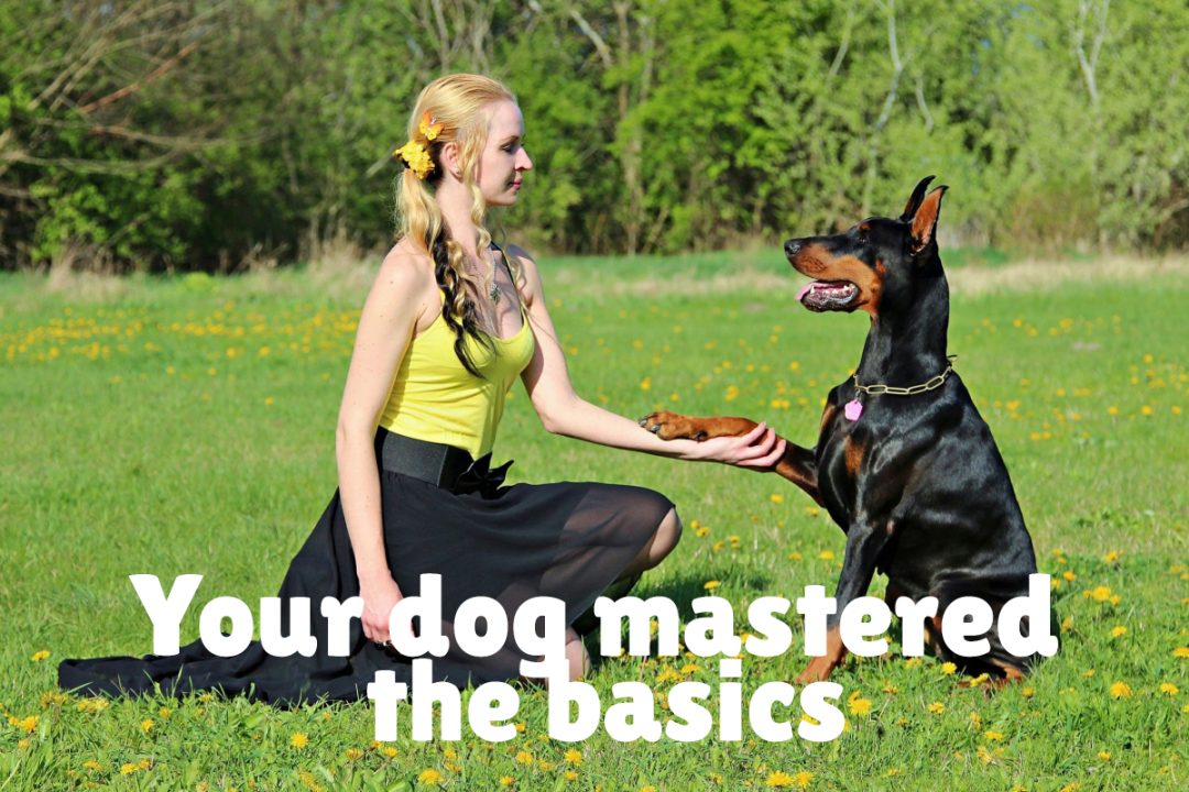 Should I Take My Dog to Training Classes? - Alpha Trained Dog