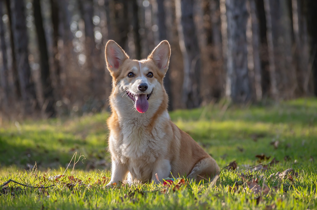 What is Positive Reinforcement Dog Training? - Alpha Trained Dog