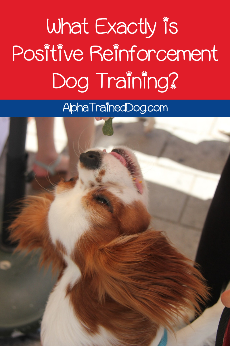 What is Positive Reinforcement Dog Training? - Alpha Trained Dog