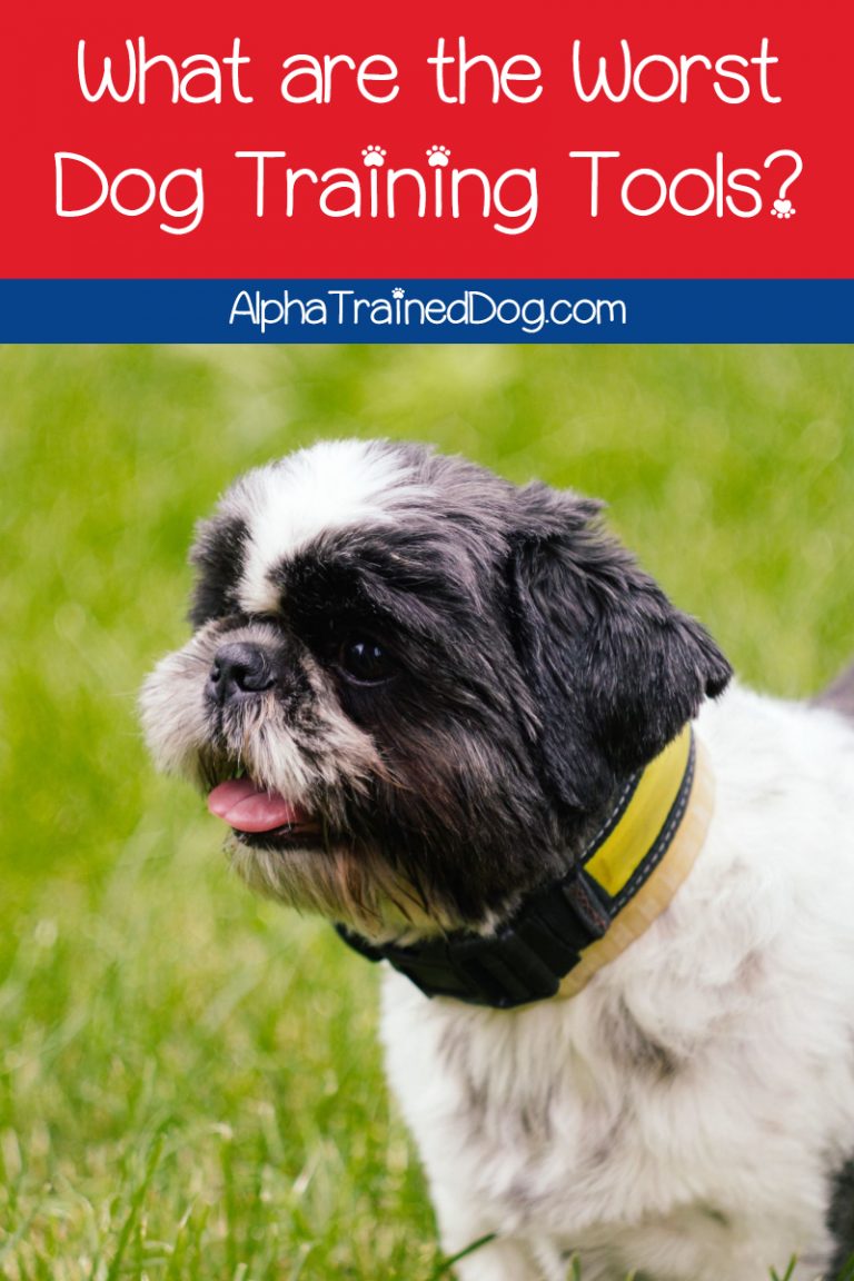 Top 10 Best Dog Training Tools to Keep on Hand - Alpha Trained Dog