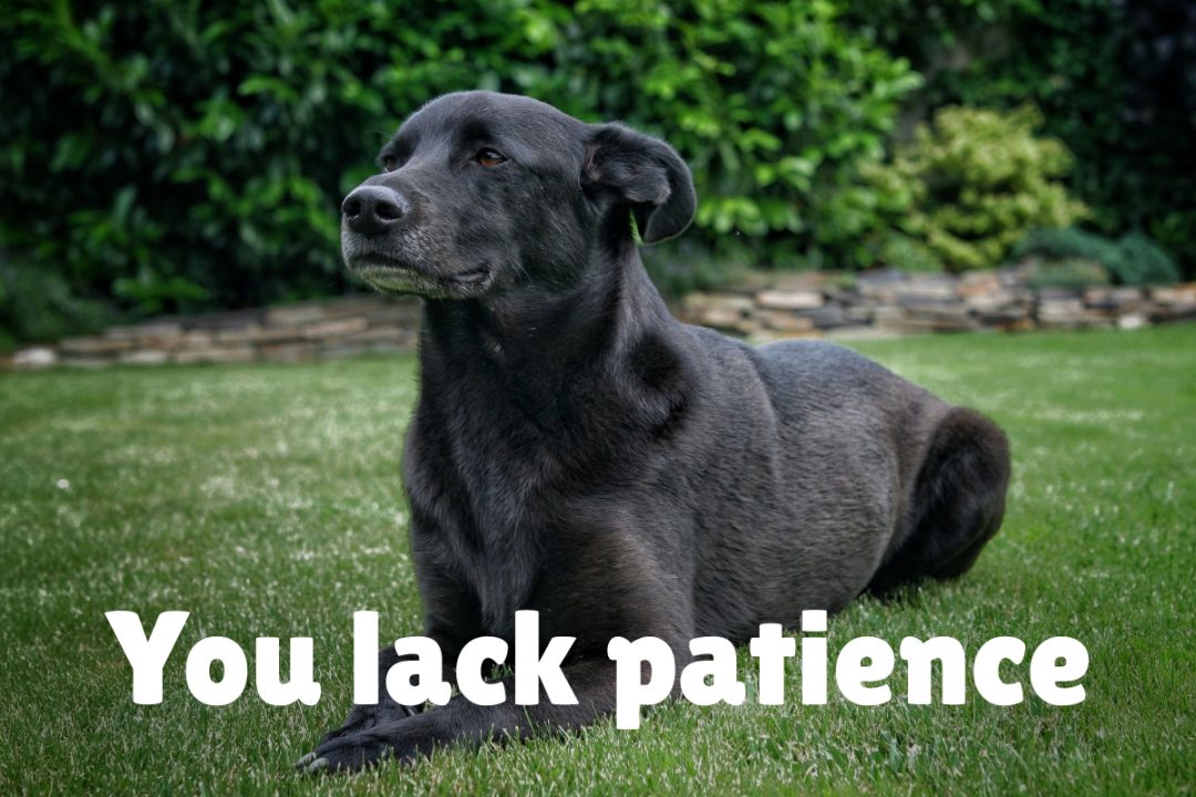 Should I Take My Dog to Training Classes? - Alpha Trained Dog