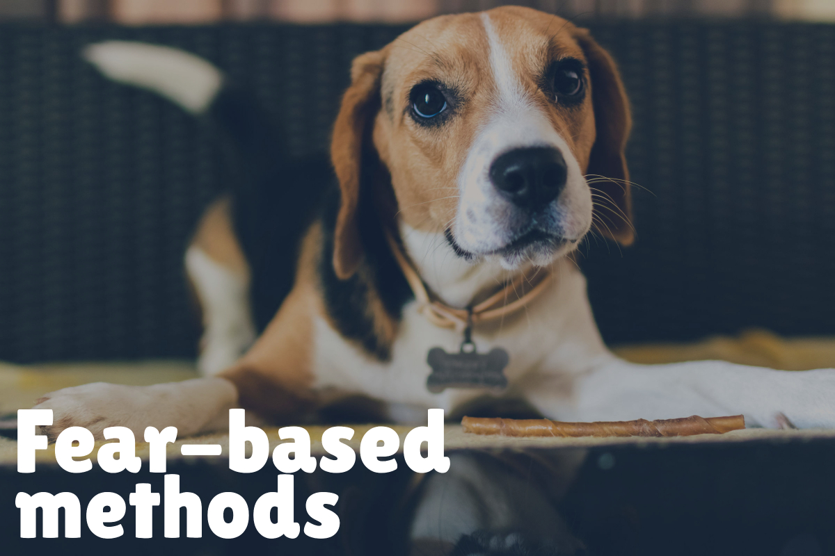 What is the WORST Way to Train a Dog? - Alpha Trained Dog