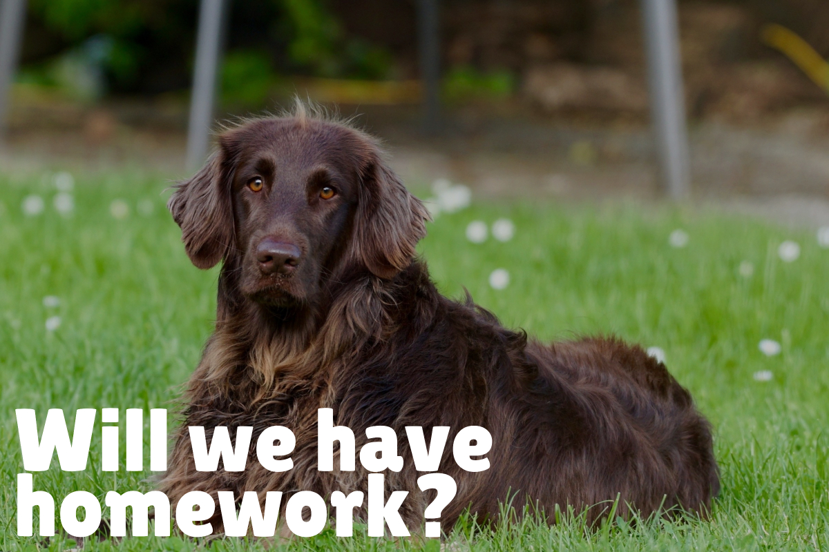 What Can I Expect From Dog Training Classes? - Alpha Trained Dog