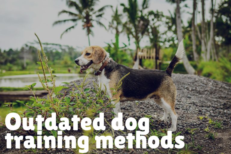 What is the WORST Way to Train a Dog? - Alpha Trained Dog