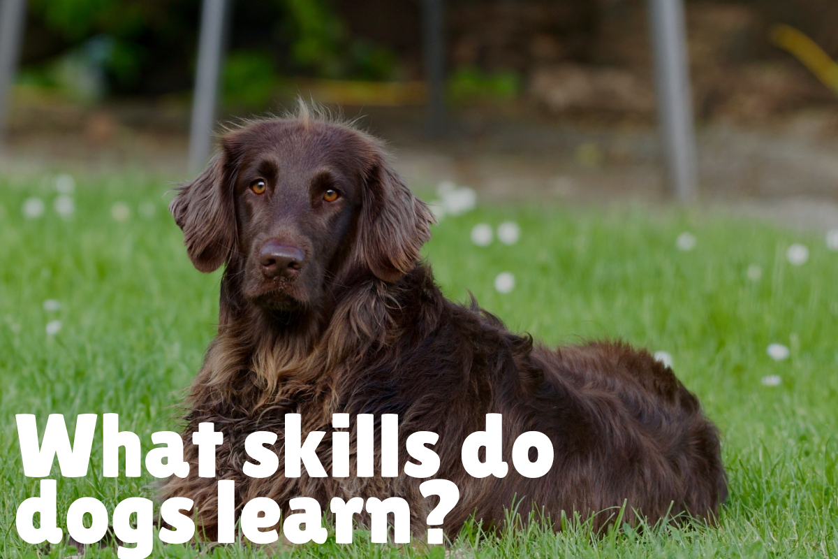 What Can I Expect From Dog Training Classes? - Alpha Trained Dog