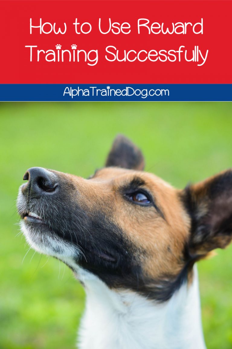 How to Successfully Train Your Dog Using Positive Reinforcement - Alpha ...