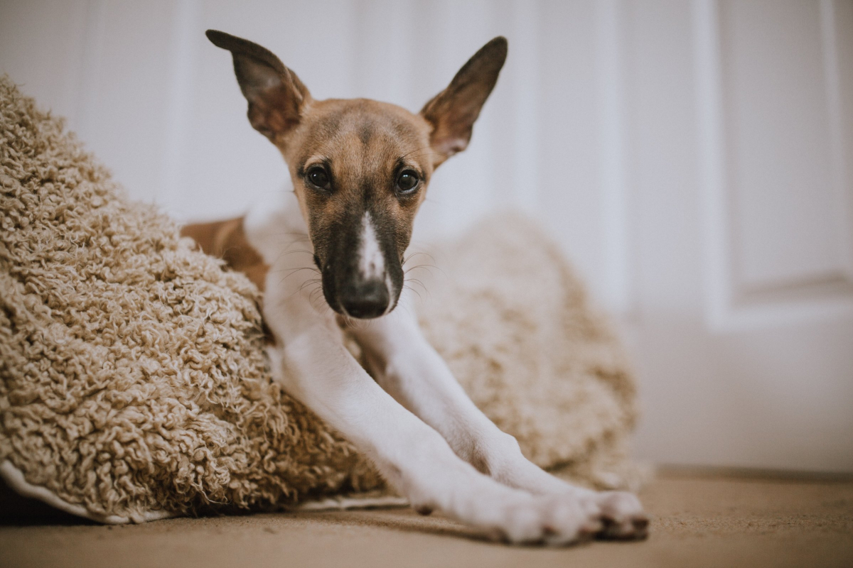 What Is Science Based Dog Training? - Alpha Trained Dog
