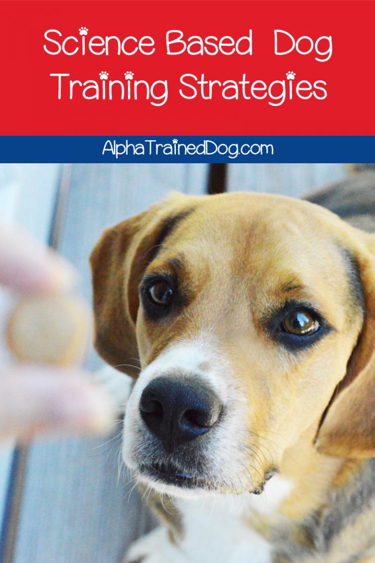 What Is Science Based Dog Training? - Alpha Trained Dog
