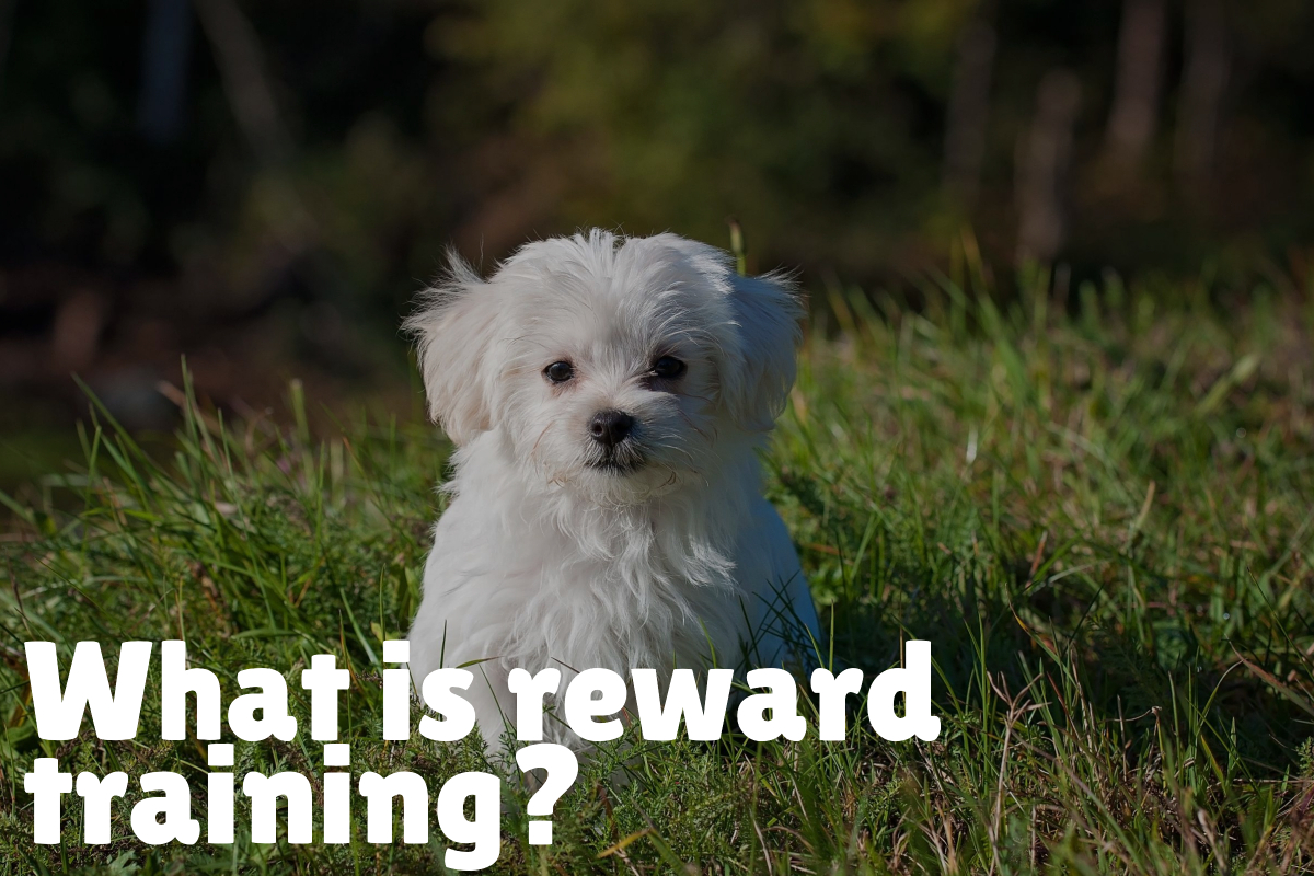 How to Successfully Train Your Dog Using Positive Reinforcement - Alpha ...