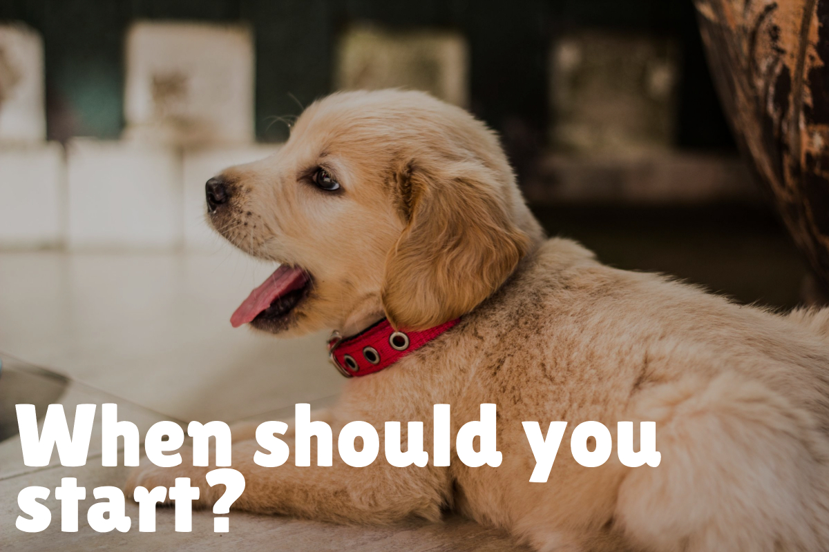 How to Successfully Train Your Dog Using Positive Reinforcement - Alpha ...