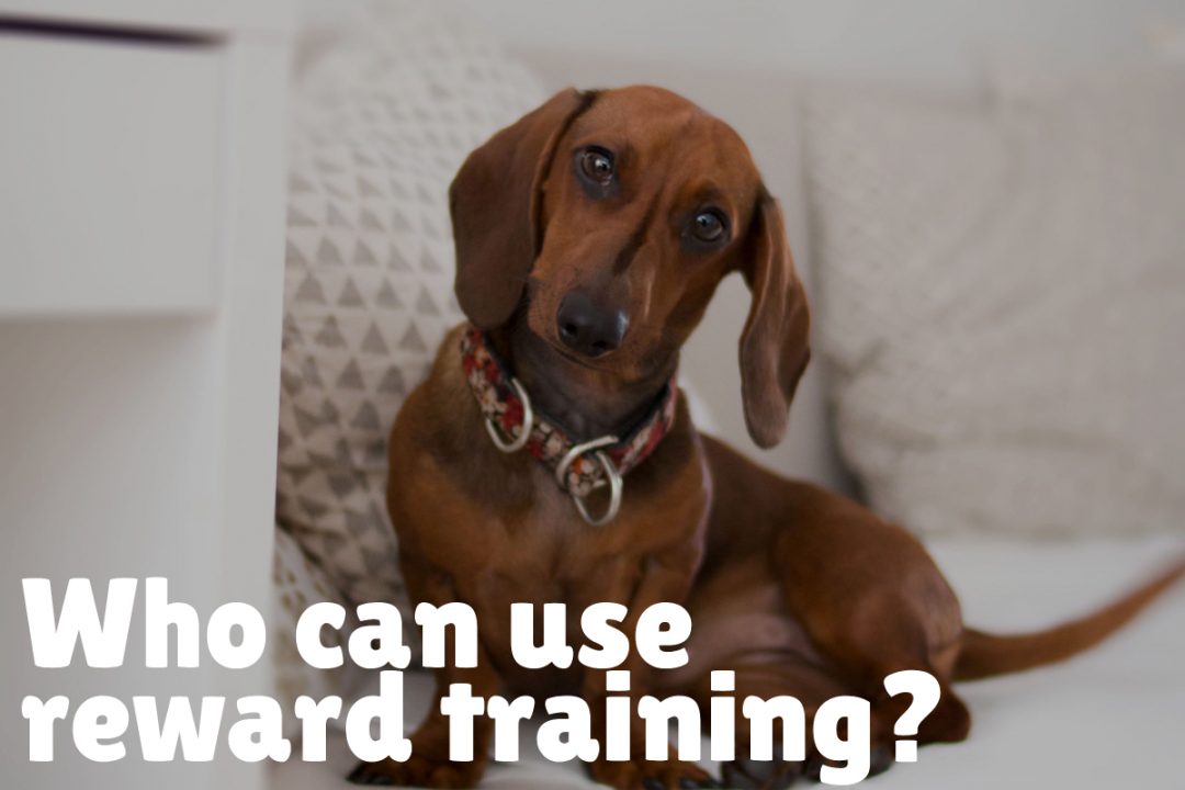 How to Successfully Train Your Dog Using Positive Reinforcement - Alpha ...
