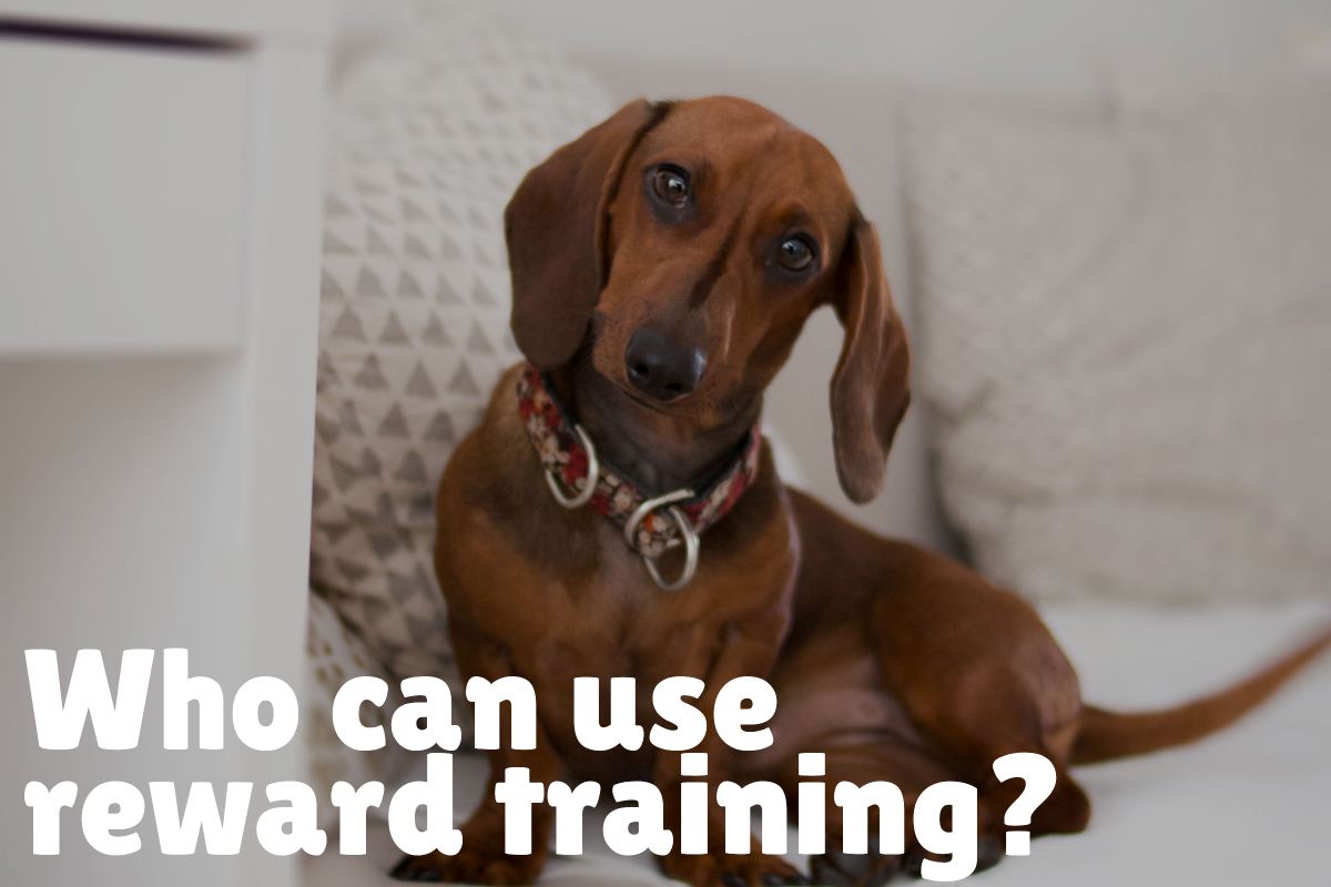 How to Successfully Train Your Dog Using Positive Reinforcement - Alpha ...