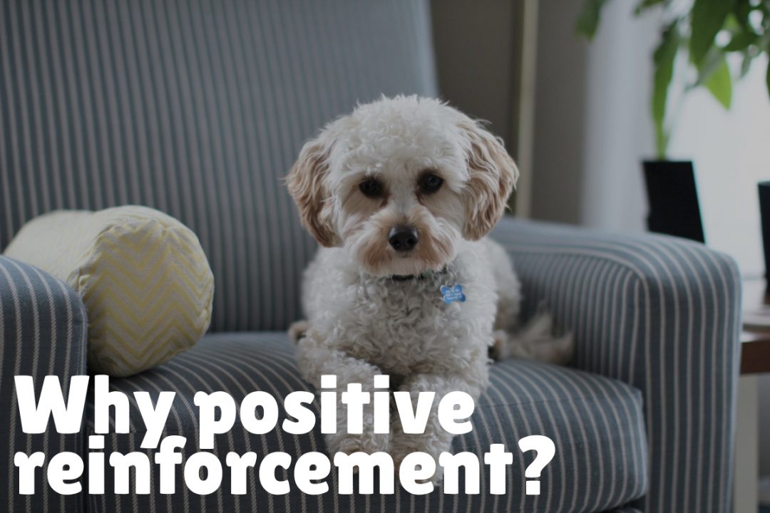 How to Successfully Train Your Dog Using Positive Reinforcement - Alpha ...