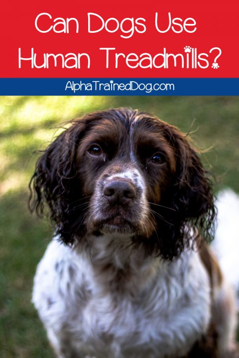 Can Dogs Use Human Treadmills? - Alpha Trained Dog