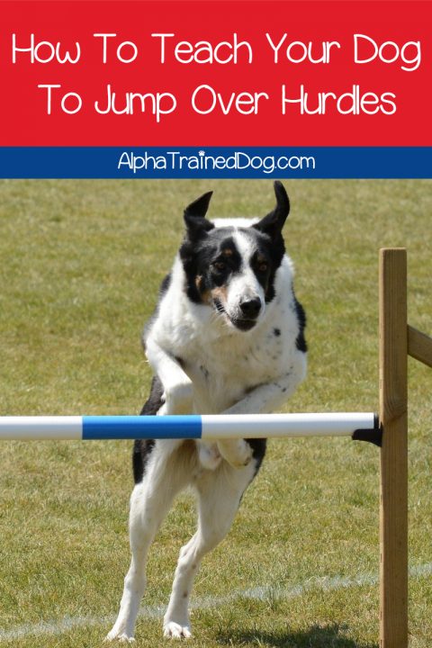 How To Teach Your Dog To Jump Over Hurdles (With Videos)