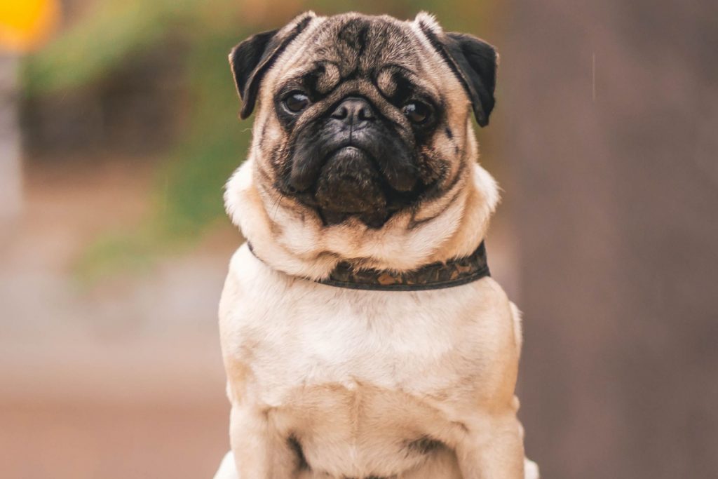 7 Ways to Exercise Your Dog When You Are Disabled - Alpha Trained Dog