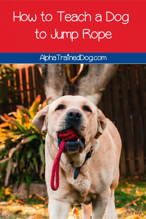 How to Teach a Dog to Jump Rope - Alpha Trained Dog