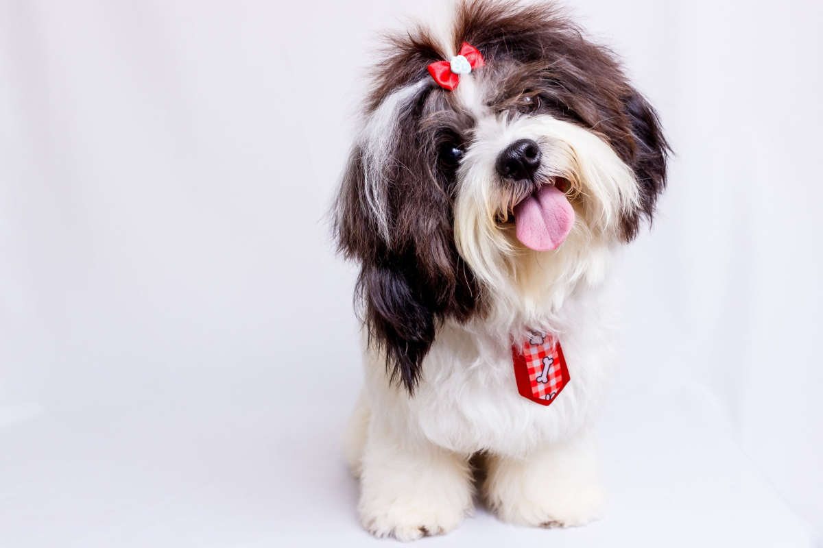 5 Best Dog Treadmills for Puppies & Small Breeds - Alpha Trained Dog