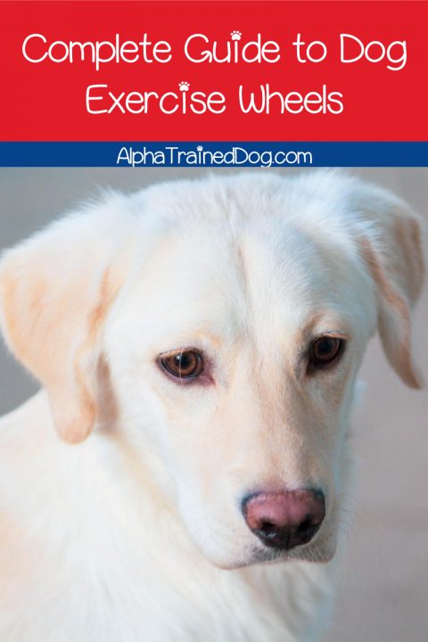Complete Guide to Dog Exercise Wheels - Alpha Trained Dog