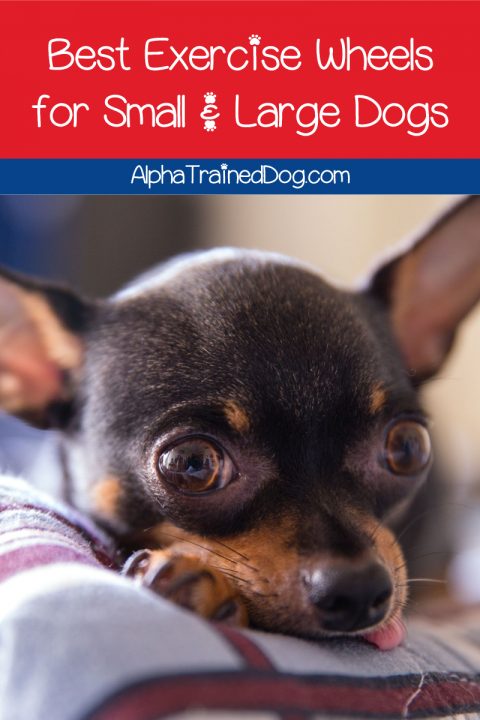 Complete Guide to Dog Exercise Wheels - Alpha Trained Dog