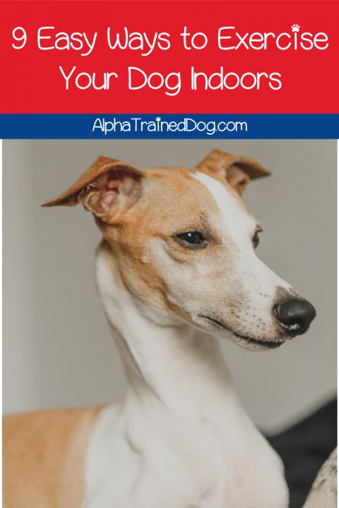 How to Exercise Your Dog Indoors (with Videos) - AlphaTrainedDog