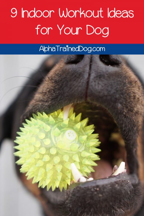 How to Exercise Your Dog Indoors (with Videos) - AlphaTrainedDog