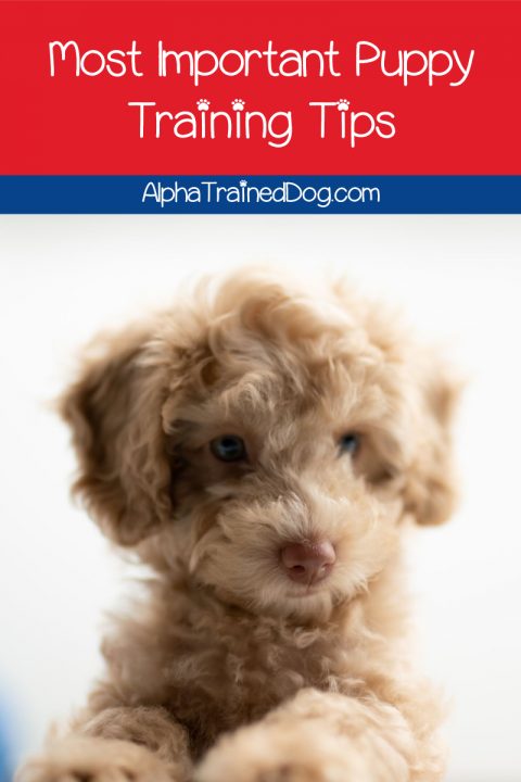 7 Must-Know Puppy Training Tips & Tricks - Alpha Trained Dog