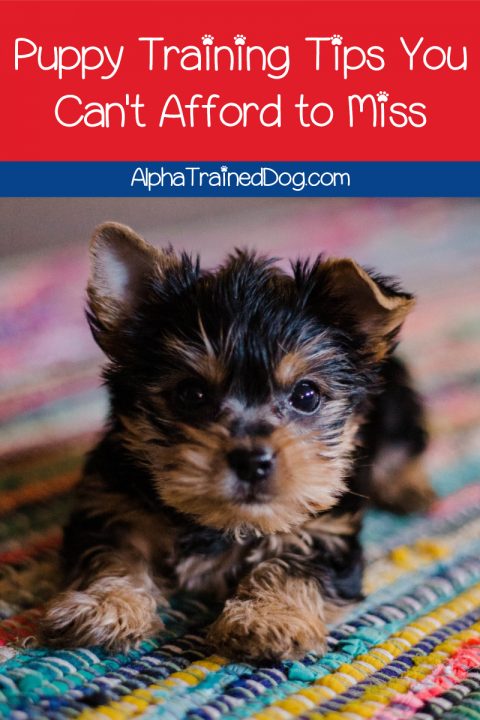 7 Must-Know Puppy Training Tips & Tricks - Alpha Trained Dog