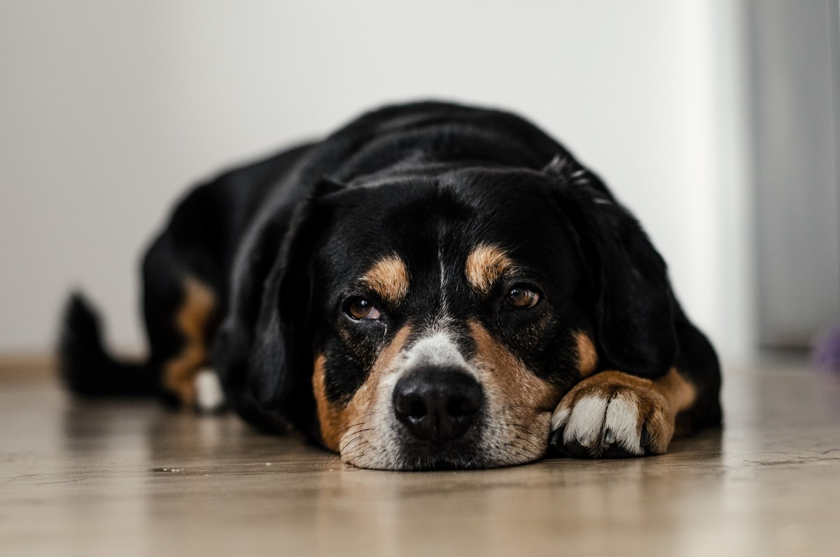 How to Teach Your Dog to Lay Down And Stay - Alpha Trained Dog