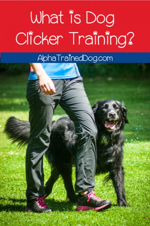 The Complete Lowdown on Dog Clicker Training - Alpha Trained Dog