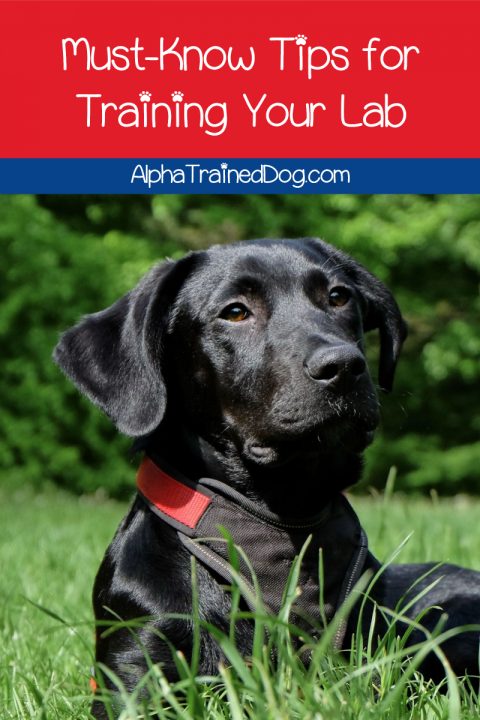 10 Lab Puppy Training Tips - Alpha Trained Dog