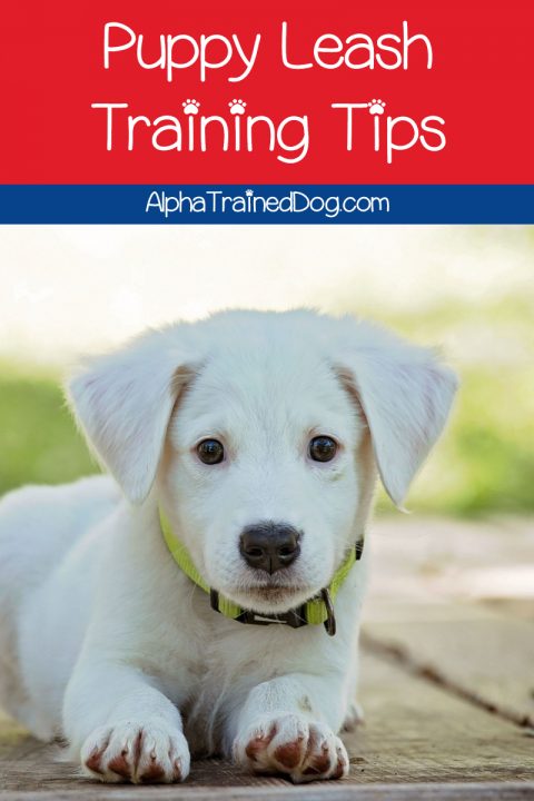 7 Puppy Leash Training Steps - Alpha Trained Dog