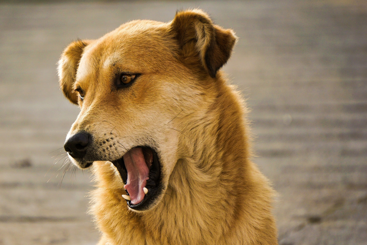 What Is Considered Excessive Dog Barking Alpha Trained Dog