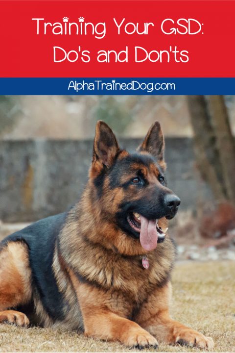Training Your GSD Dog- Do's and Don'ts- AlphaTrainedDog