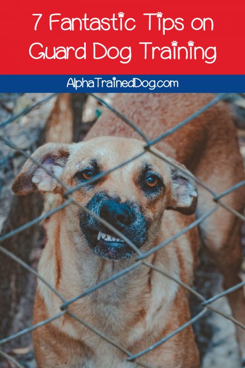 7 Fantastic Tips on Guard Dog Training - Alpha Trained Dog