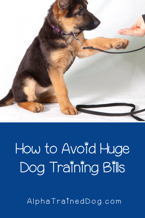 How to Save Money on Dog Training Bills - Alpha Trained Dog