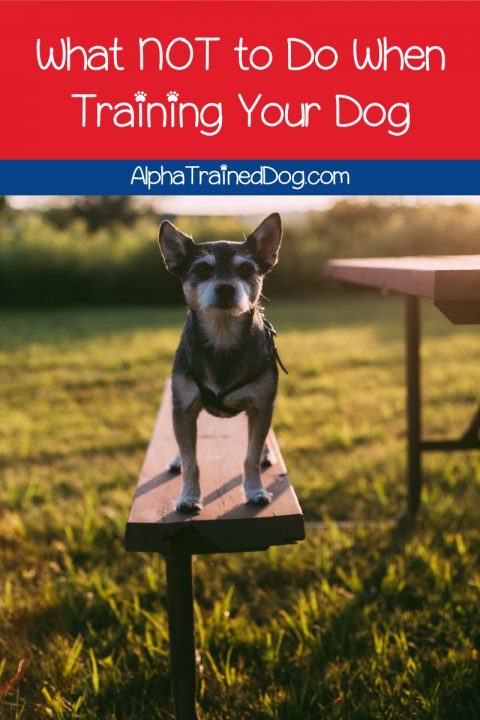 18 "Don'ts" for Dog Training Success - Alpha Trained Dog