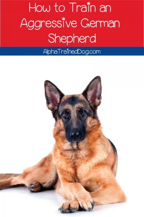 8 Easy Tips on How to Train an Aggressive German Shepherd