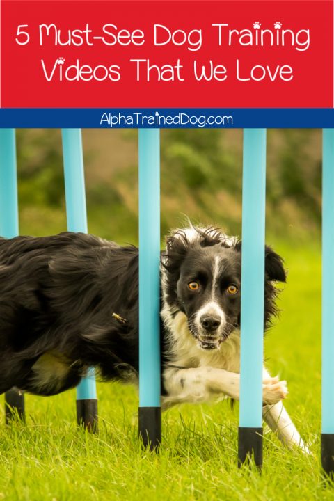 5 Must-See Dog Training Videos That Will Simplify Your Life