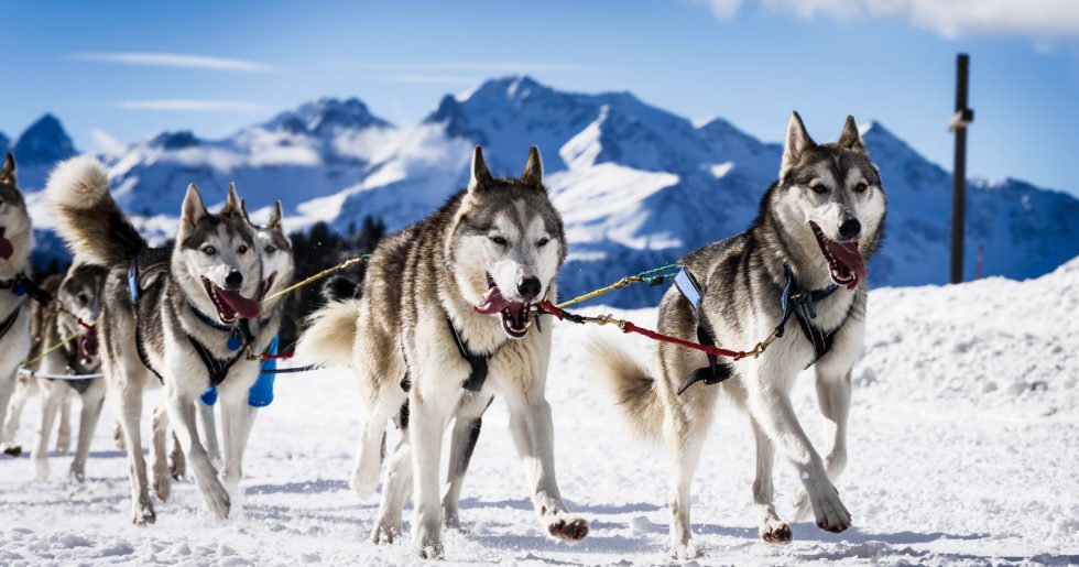 8 Vital Tips on How to Contain a Husky - Alpha Trained Dog