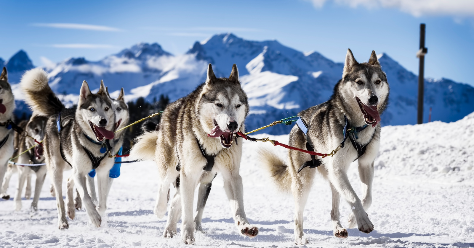 7 Superb Tips on How to Show Dominance Over Your Husky - Alpha Trained Dog