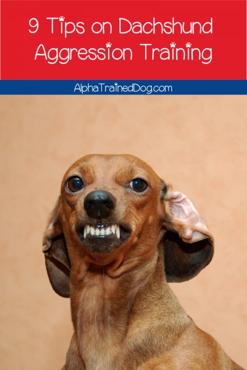 9 Mind-Blowing Tips on Dachshund Aggression Training - Alpha Trained Dog